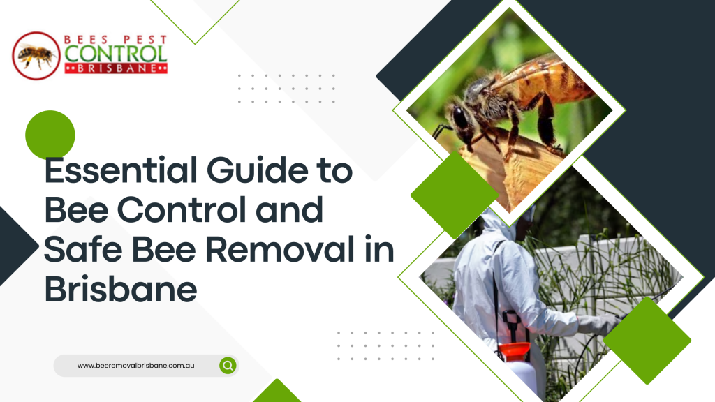 Essential Guide to Bee Control and Safe Bee Removal in Brisbane - Bees Removal Brisbane - Bees ...